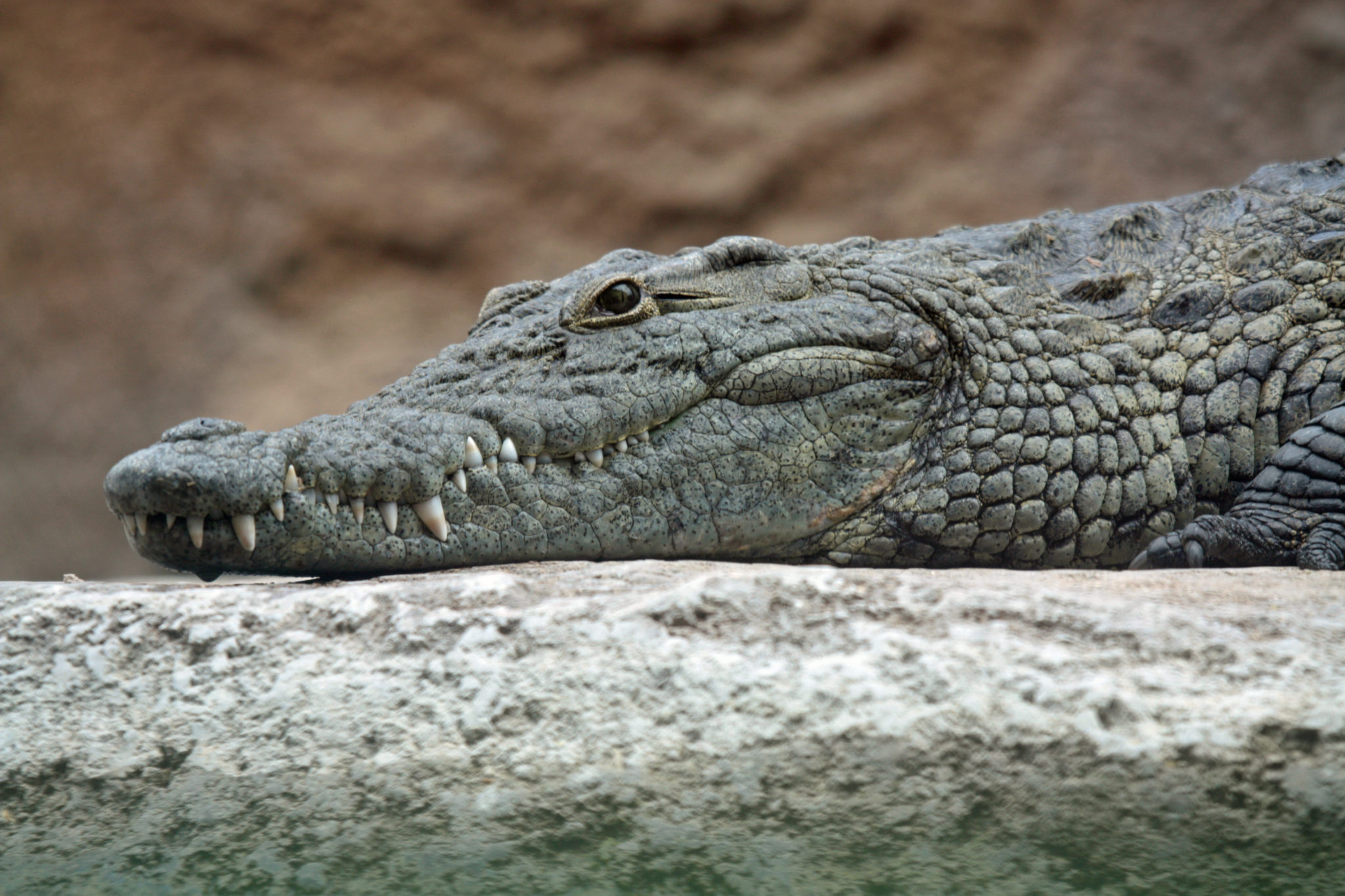 Crocodiles can gallop but alligators can’t, new study finds - Covetrus