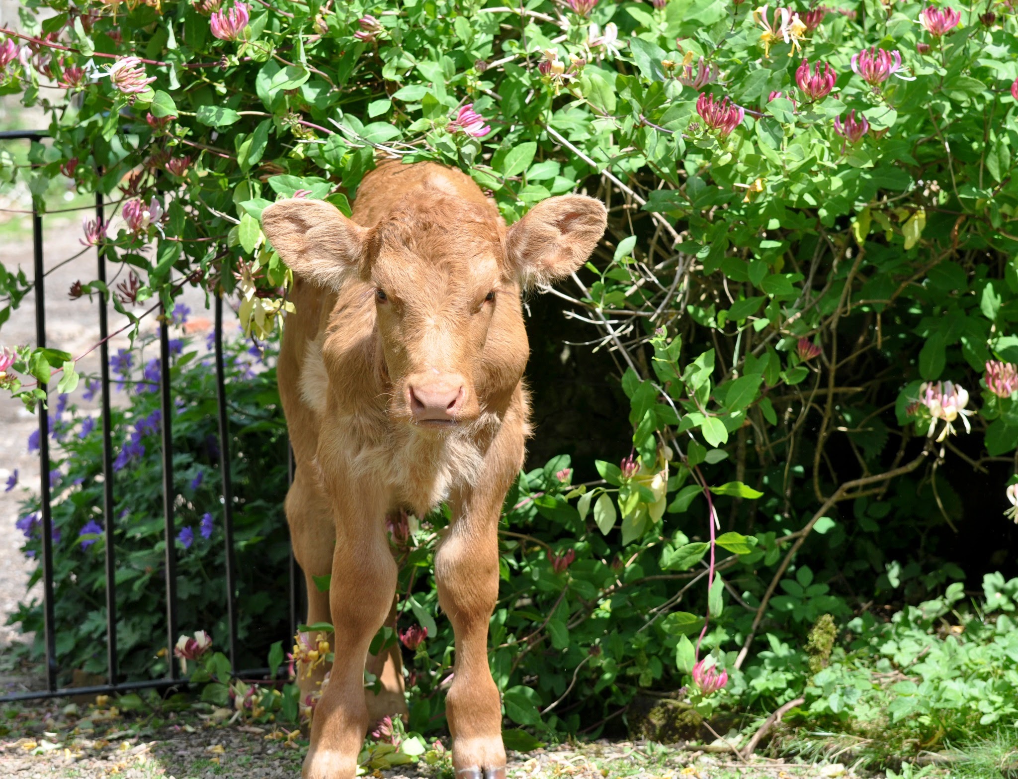 Kate Bevan celebrates bovine book launch - Covetrus