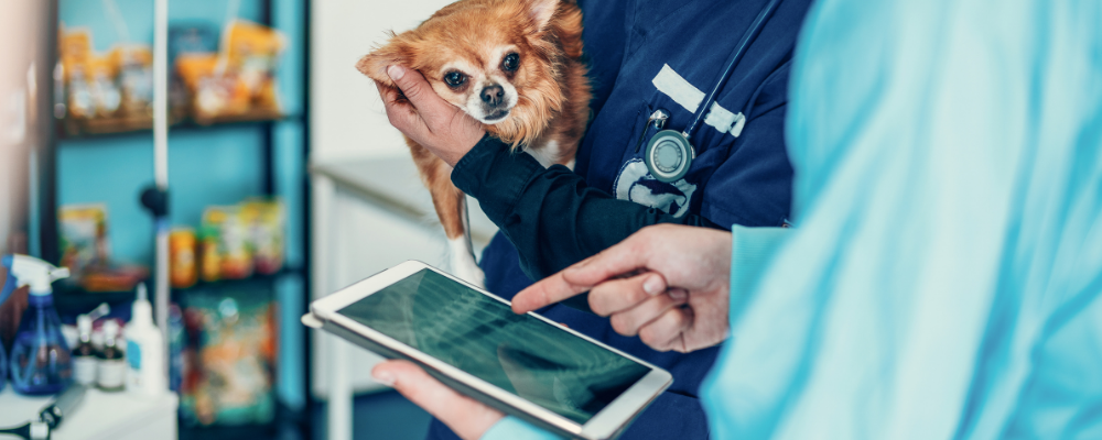 Veterinary Education – Clinical & Business Learning from Covetrus